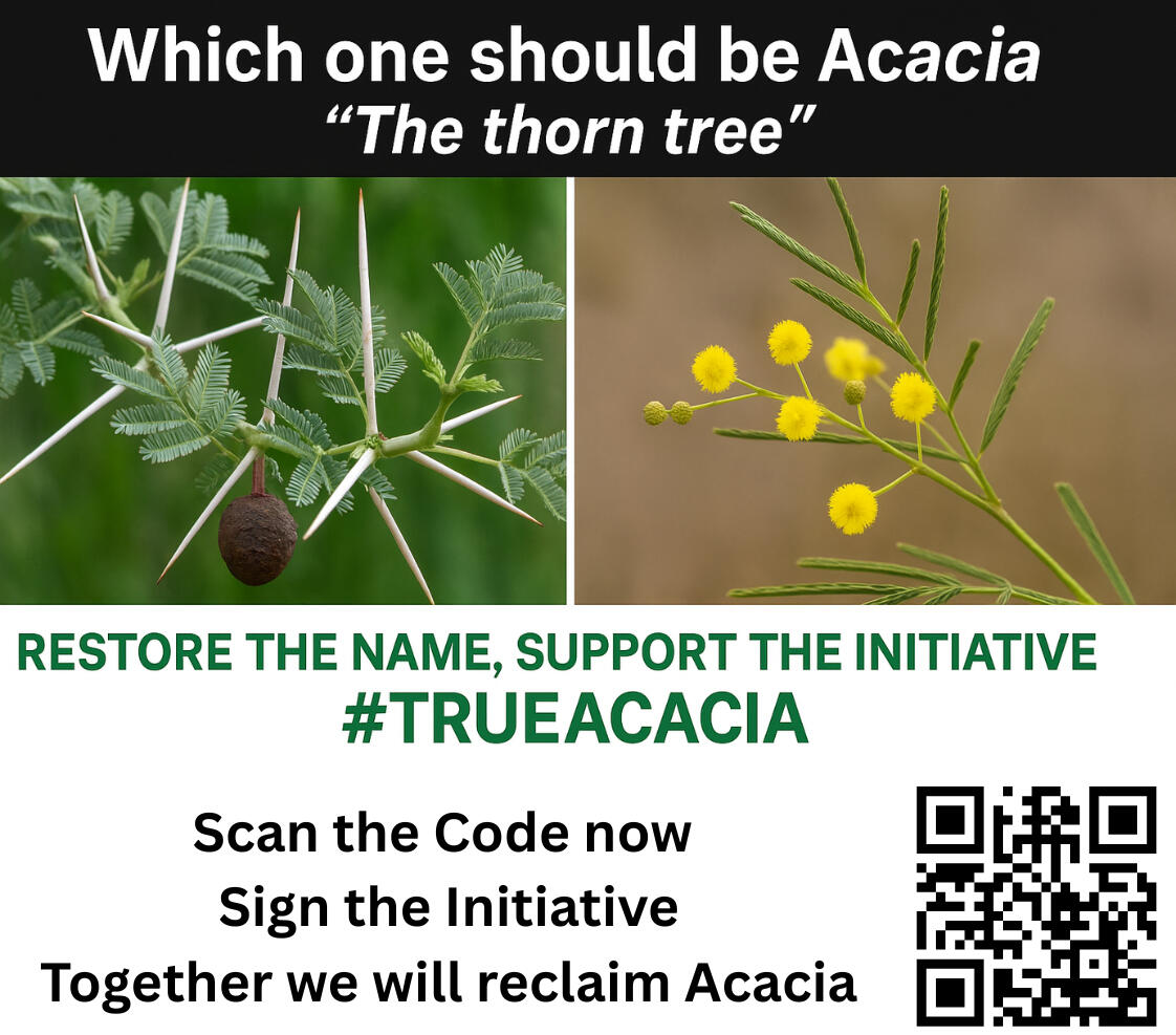 True Acacia | The initiative to Reclaim Acacia for the Nile Thorn Tree ...
